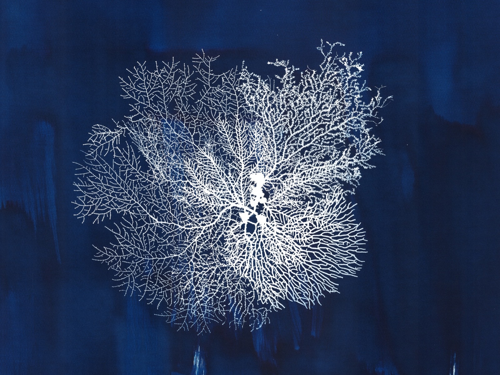 Cyanotypes – CYANETICA