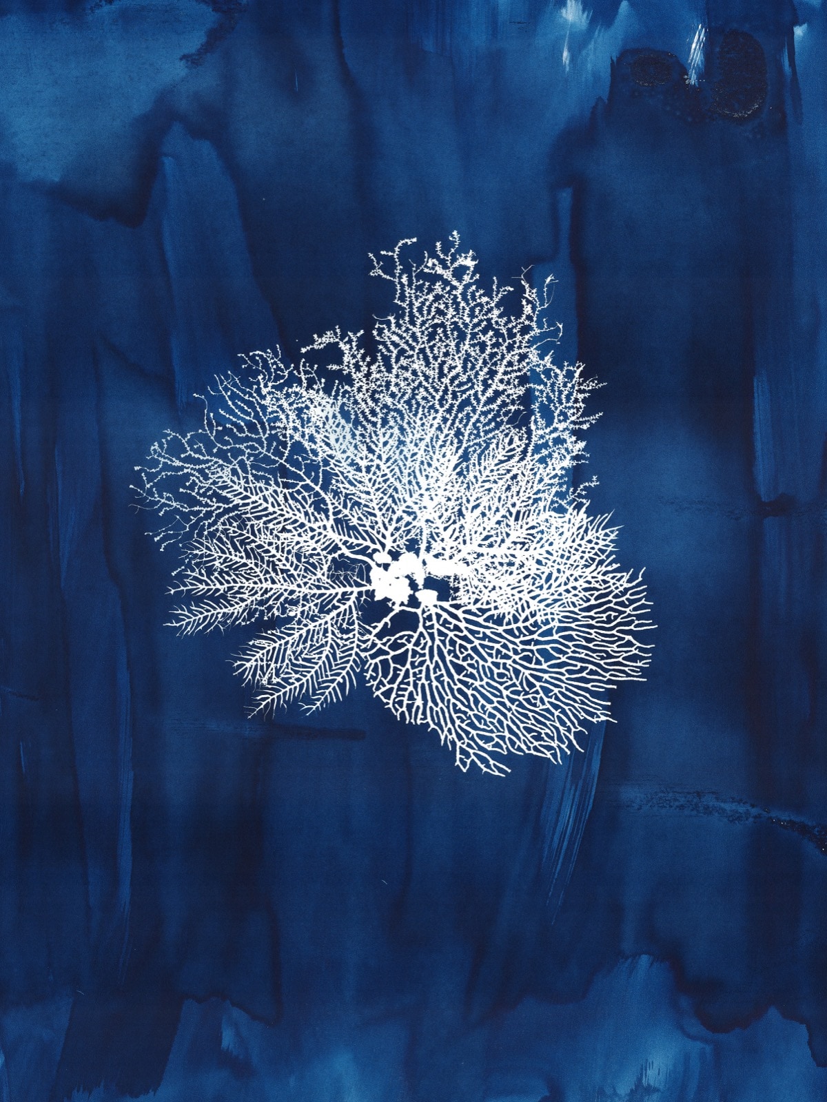 Cyanotypes – CYANETICA