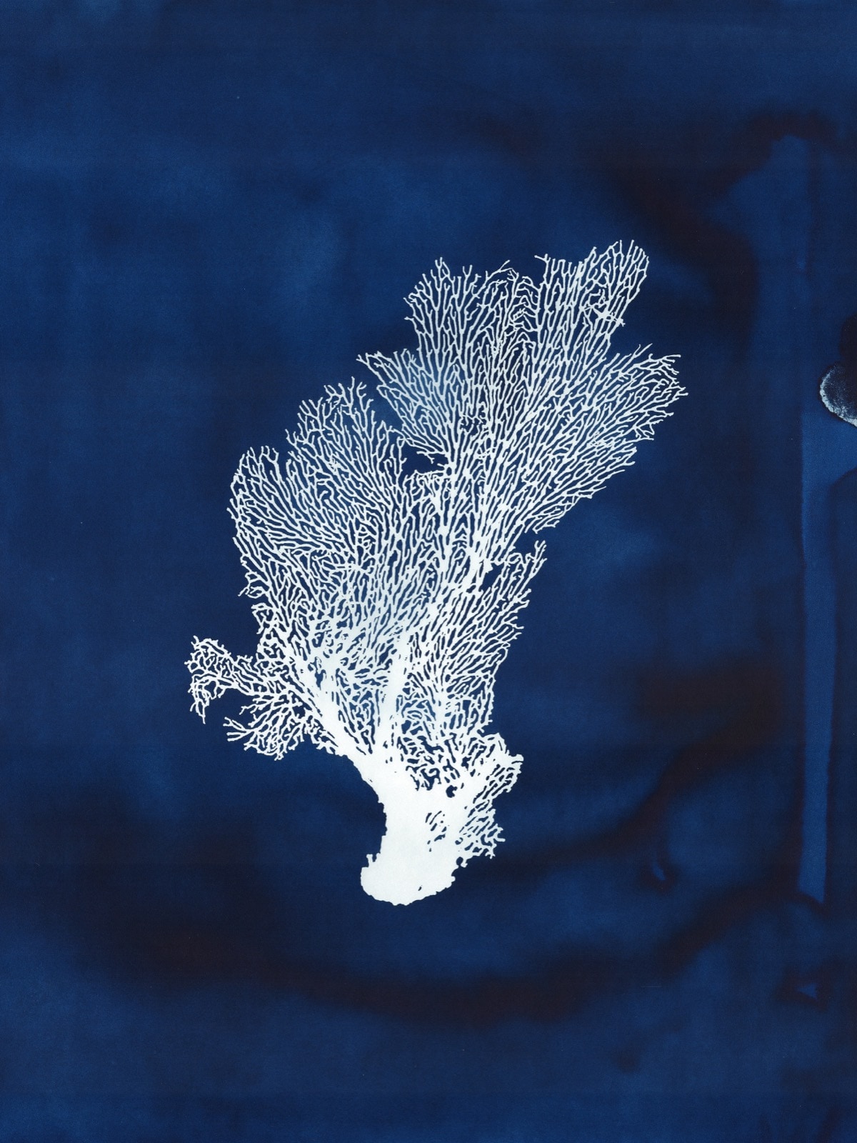 Cyanotypes – CYANETICA